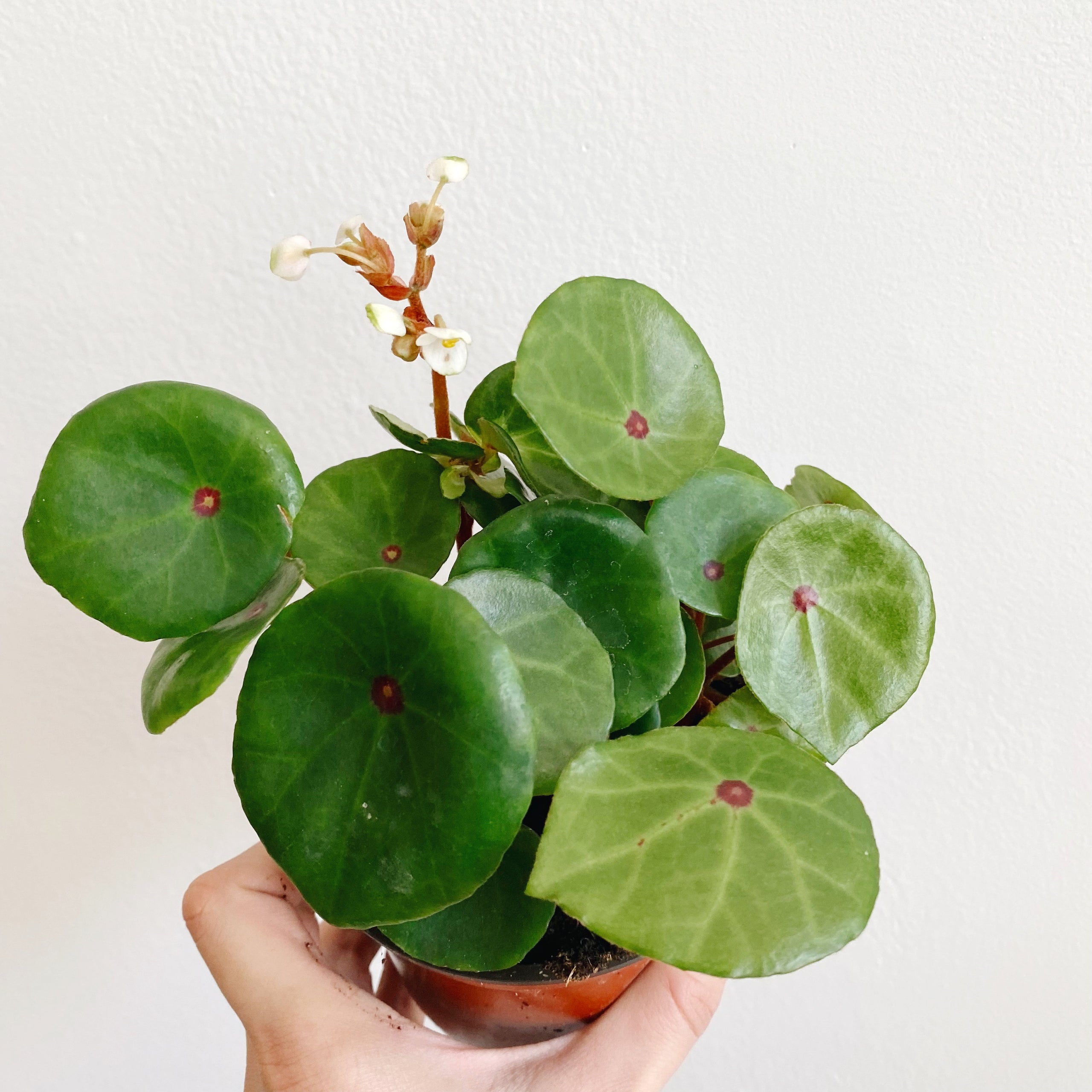 Red Ruby Begonia 4" | carousel + folk