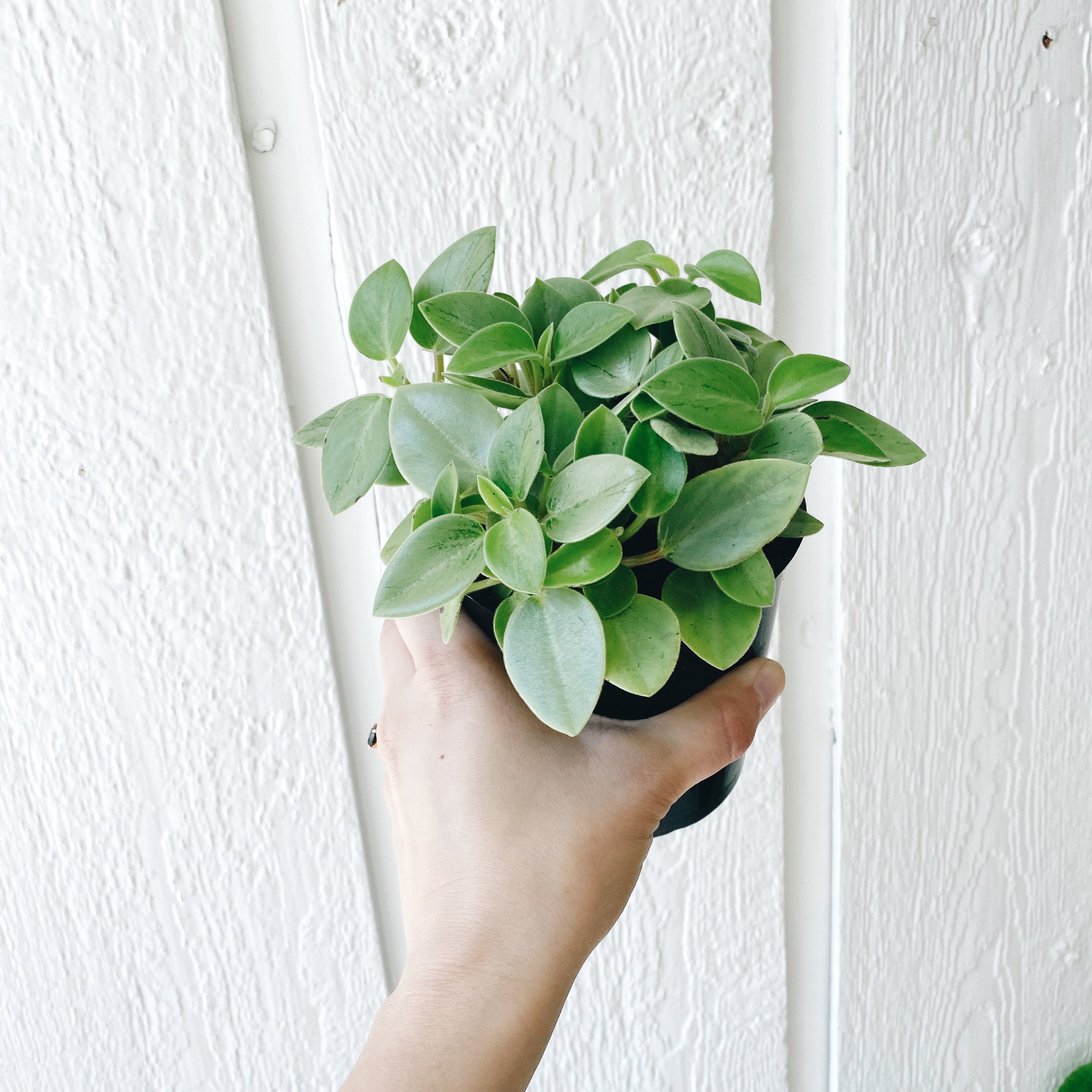 Peperomia Pixie | carousel + folk